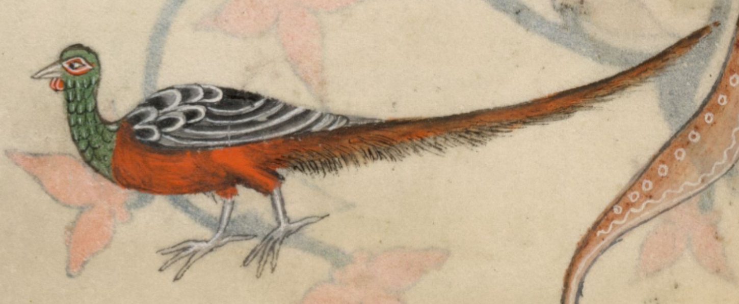 Medieval Bestiary : Beasts : Pheasant